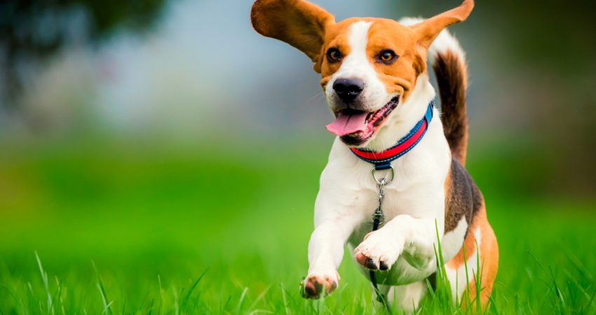 Raças: Você conhece o Beagle? – Blog Agrosolo